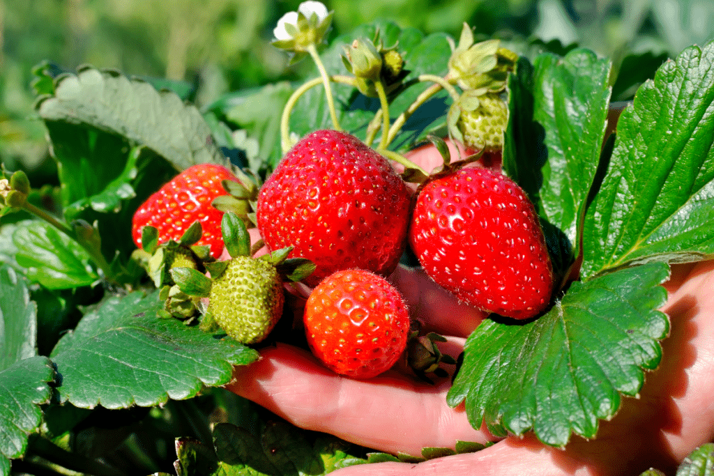 Protégez vos fraisiers pour assurer une bonne récolte grâce à ces ...